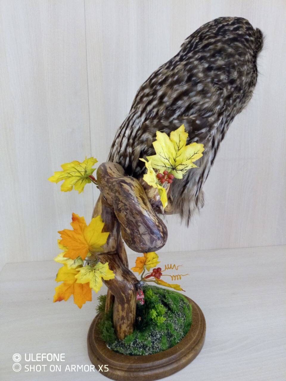 Ural Owl Strix Uralensis Taxidermy Stand Mount - Etsy