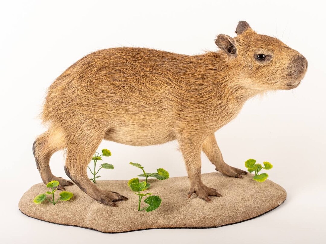 Greater Capybara hydrochoerus Hydrochaeris Taxidermy Stand Mount3 - Etsy