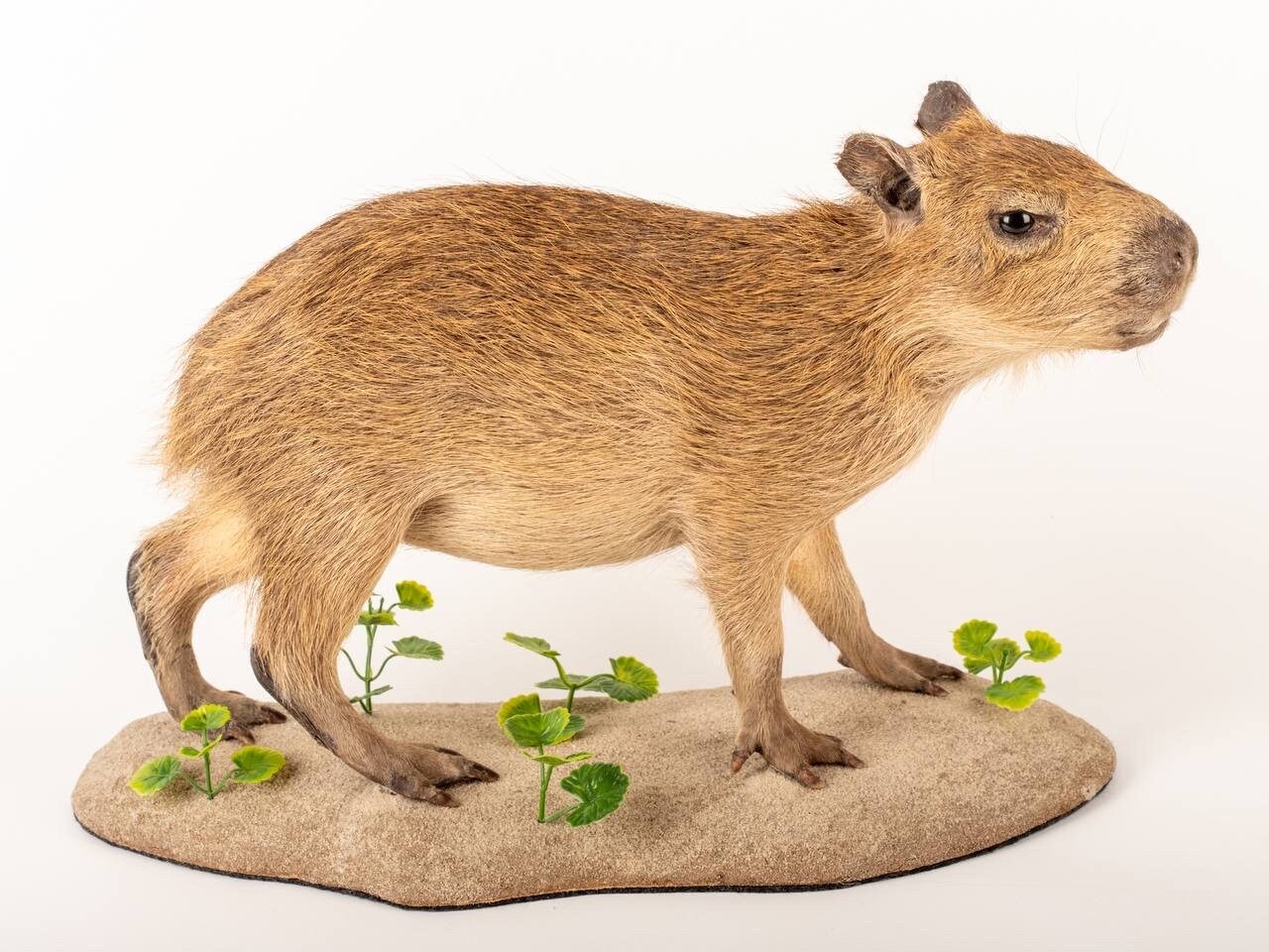 Greater Capybara hydrochoerus Hydrochaeris Taxidermy Stand Mount3 - Etsy
