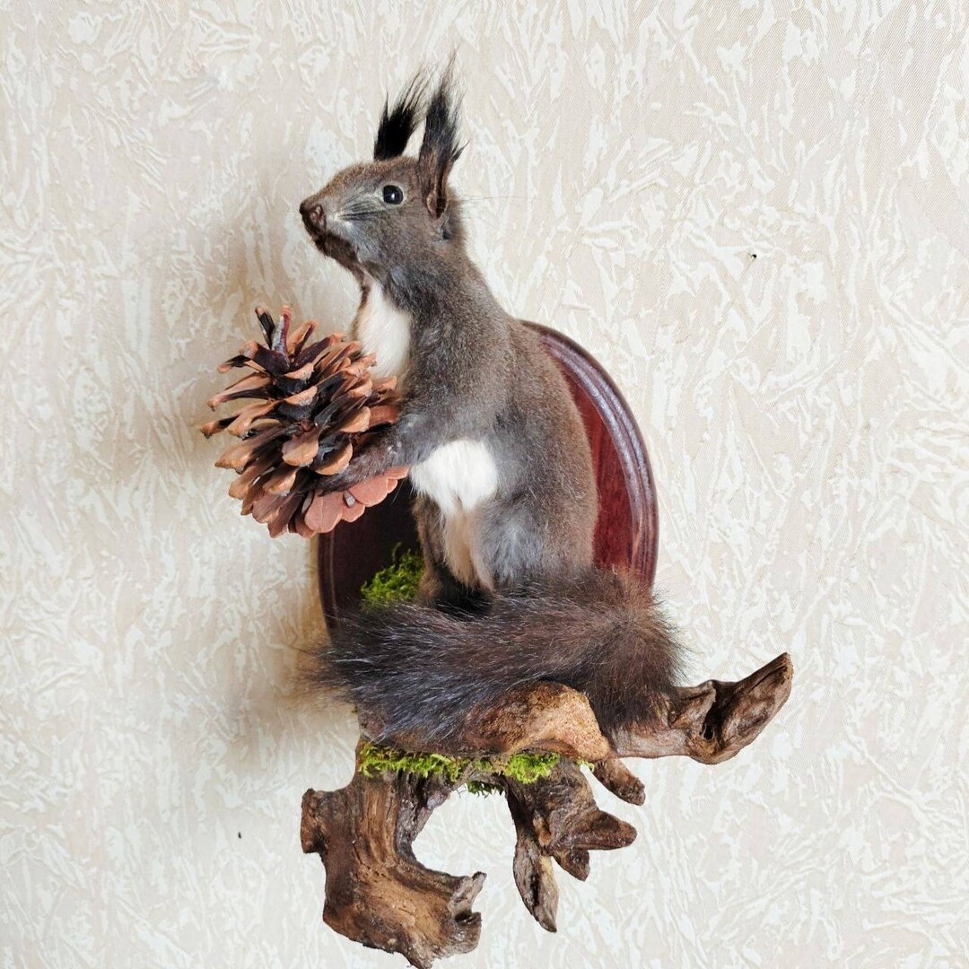 Black Squirrel sciurus Vulgaris Taxidermy Wall Mount - Etsy