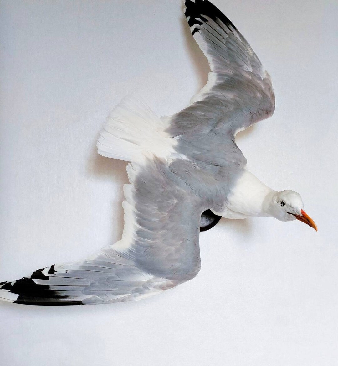 Large White Headed Gull genus Larus Taxidermy Wall Mount - Etsy