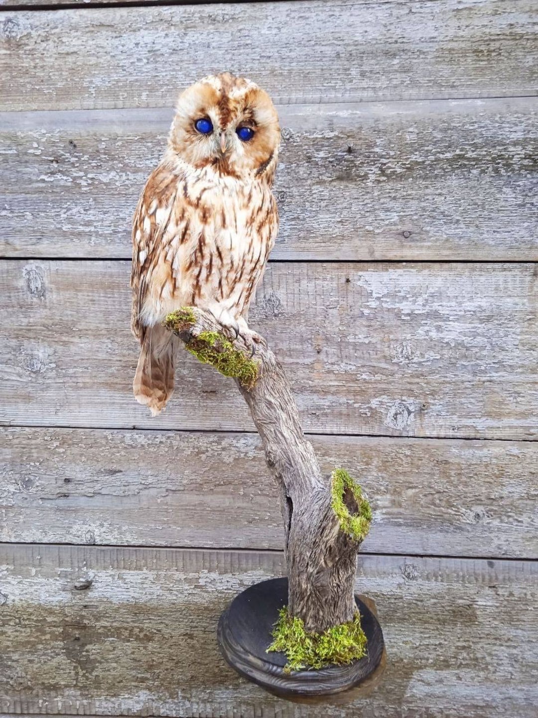 Tawny Owl strix Aluco Taxidermy Stand Mount - Etsy