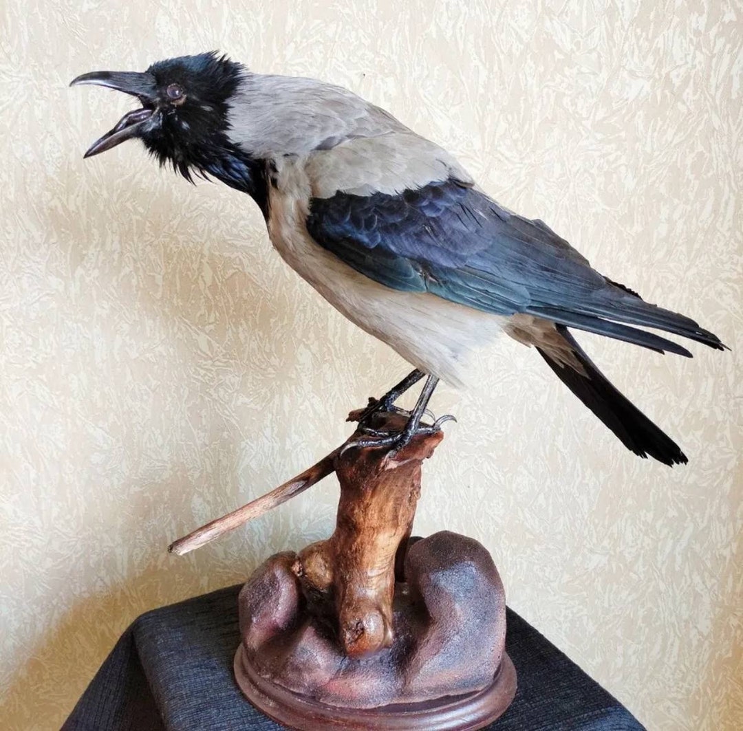 Hooded Crow corvus Cornix Taxidermy Stand Mount Eurasian - Etsy