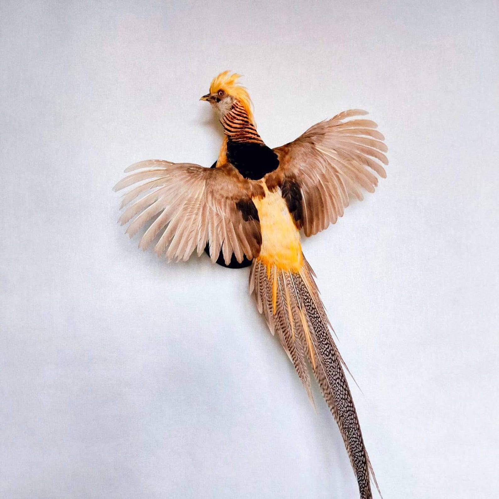 Yellow Pheasant chrysolophus Pictus Taxidermy Wall Mount - Etsy