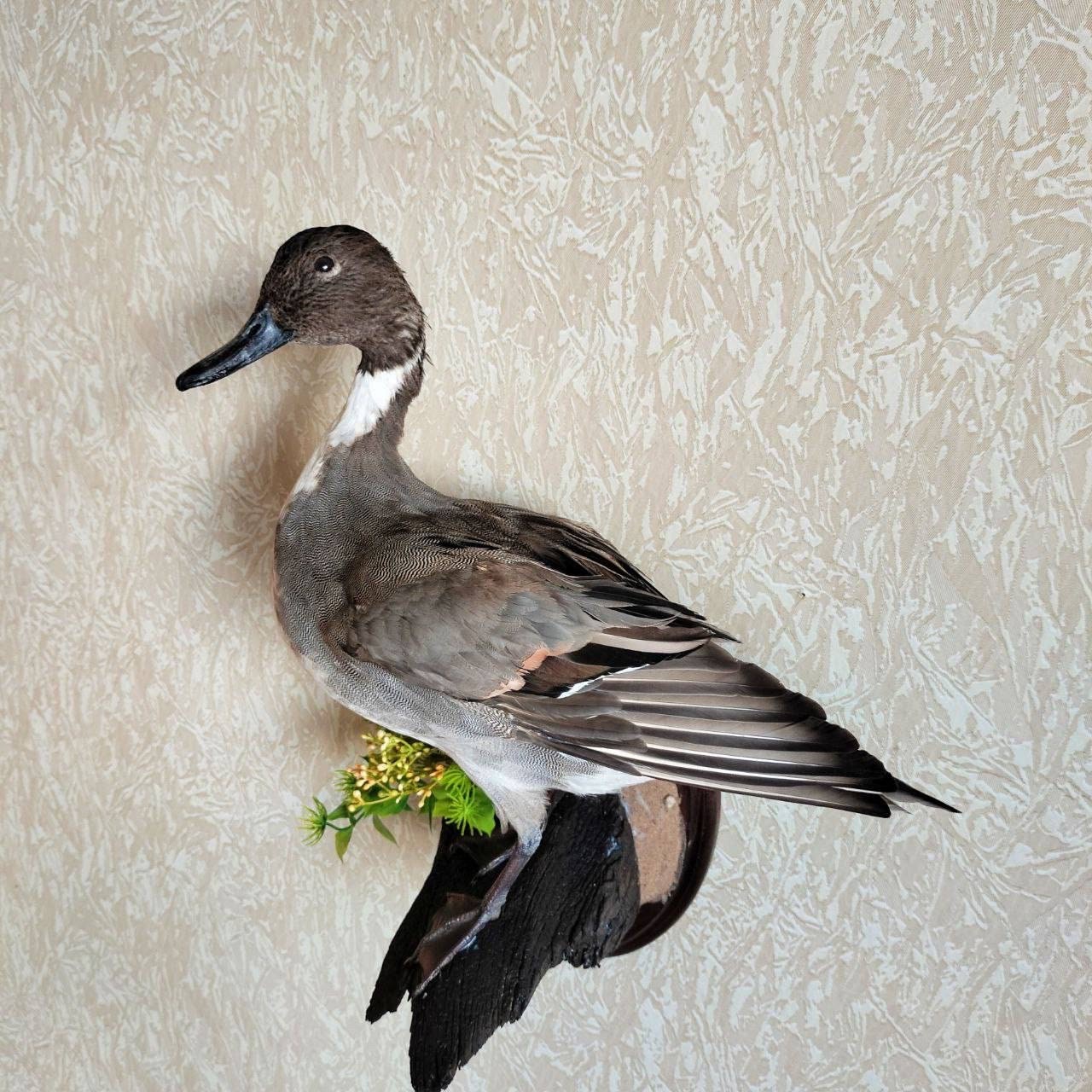 Northern Pintail Duck anas Acuta Taxidermy Wall Mount - Etsy