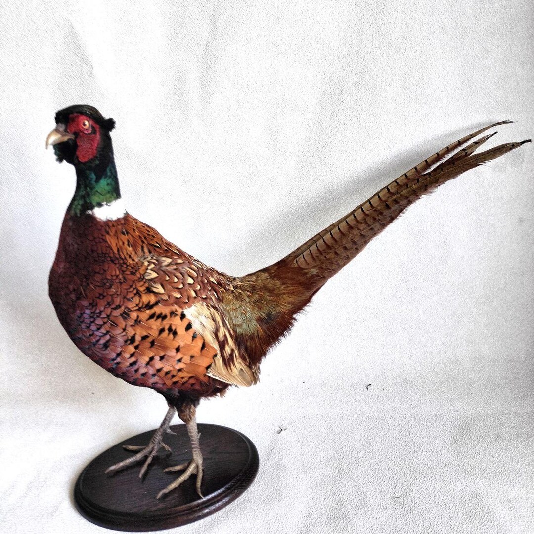 Ringneck Pheasant (phasianus Colchicus) Taxidermy Stand Mount - Etsy
