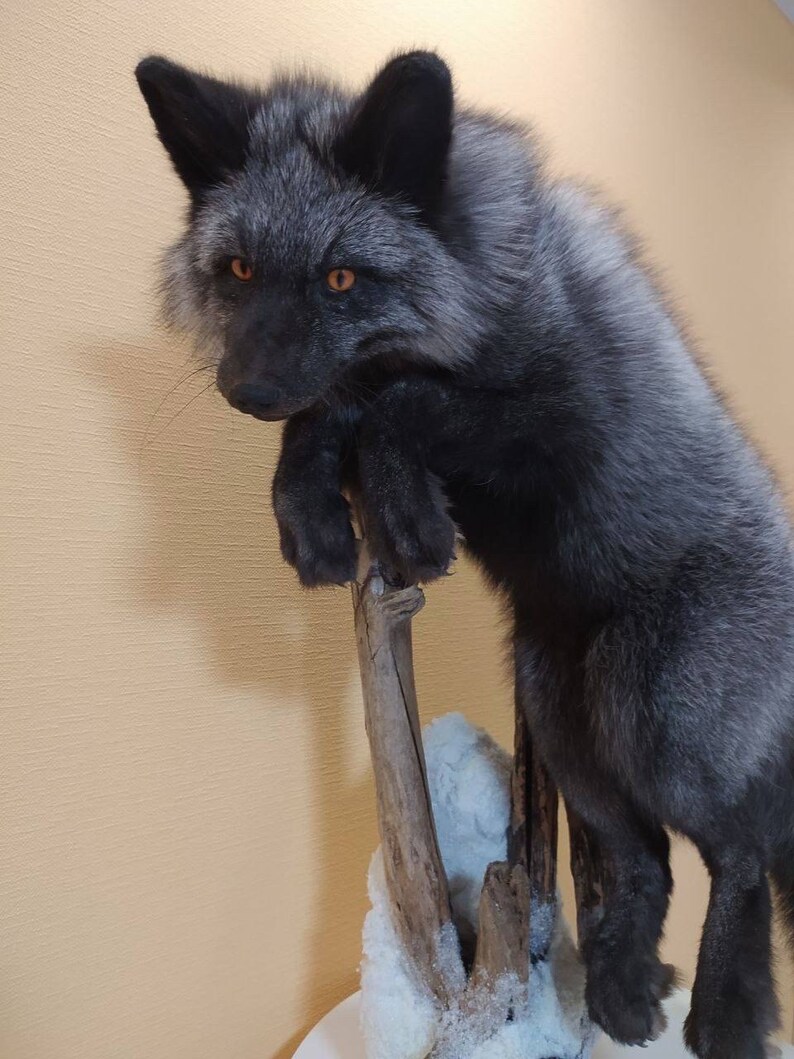 Silver Fox vulpes Vulpes Taxidermy Wall Mount Life Size - Etsy