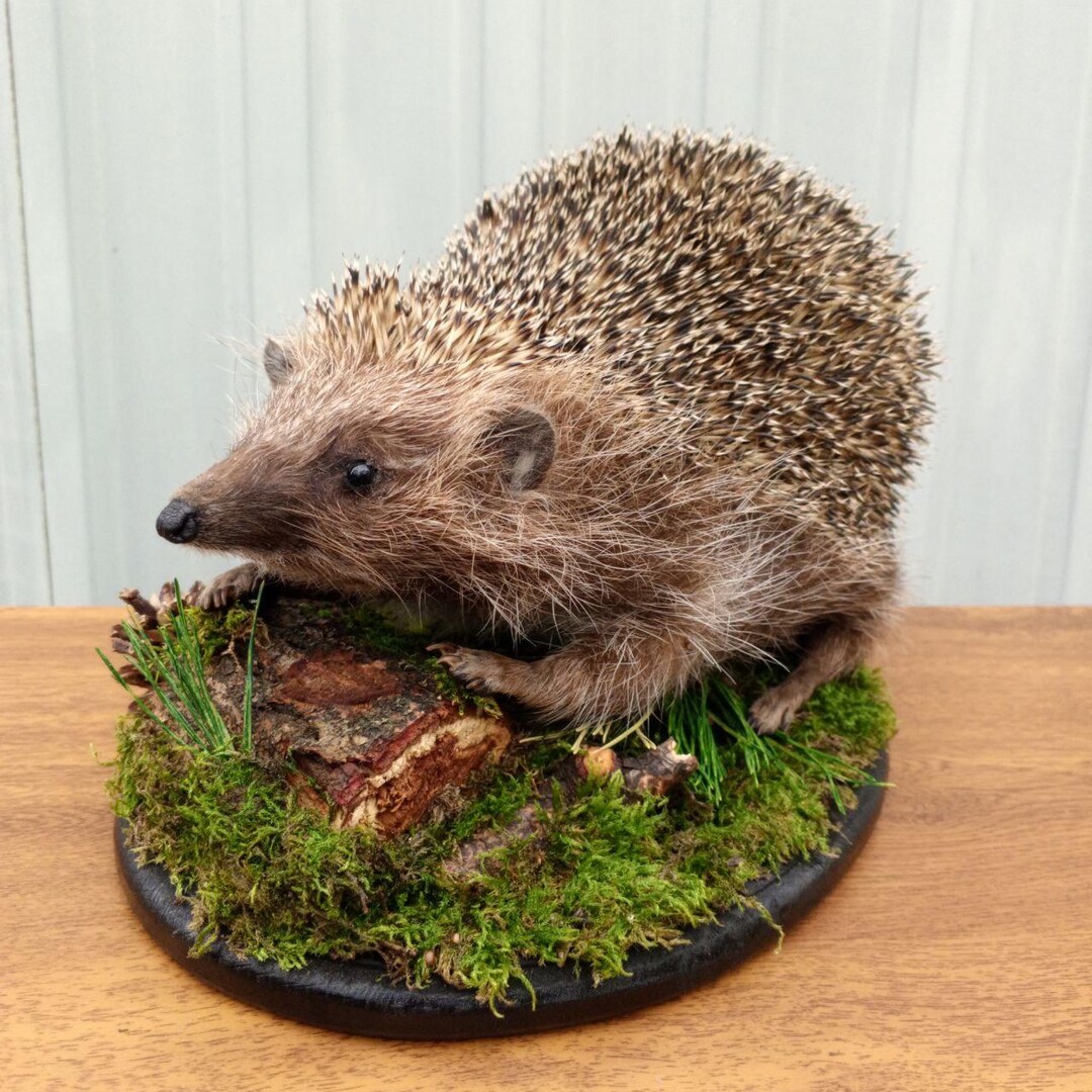European Hedgehog (erinaceus Europaeus) Taxidermy Stand Mount Home ...
