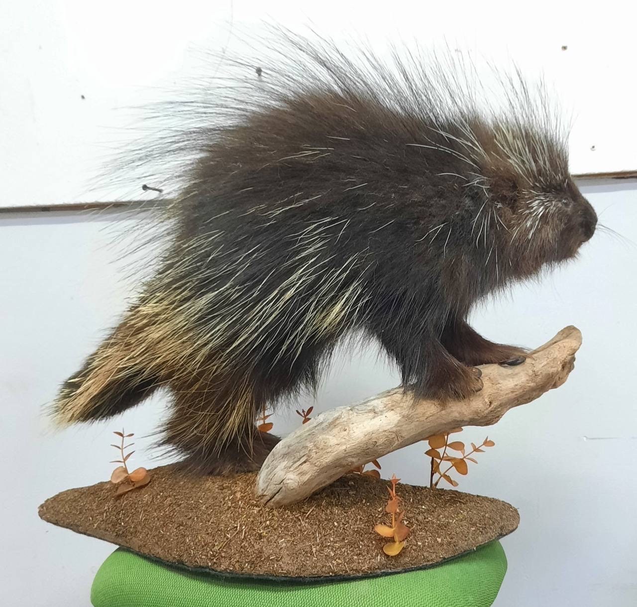 North American Porcupine erethizon Dorsatum Taxidermy Stand Mount - Etsy