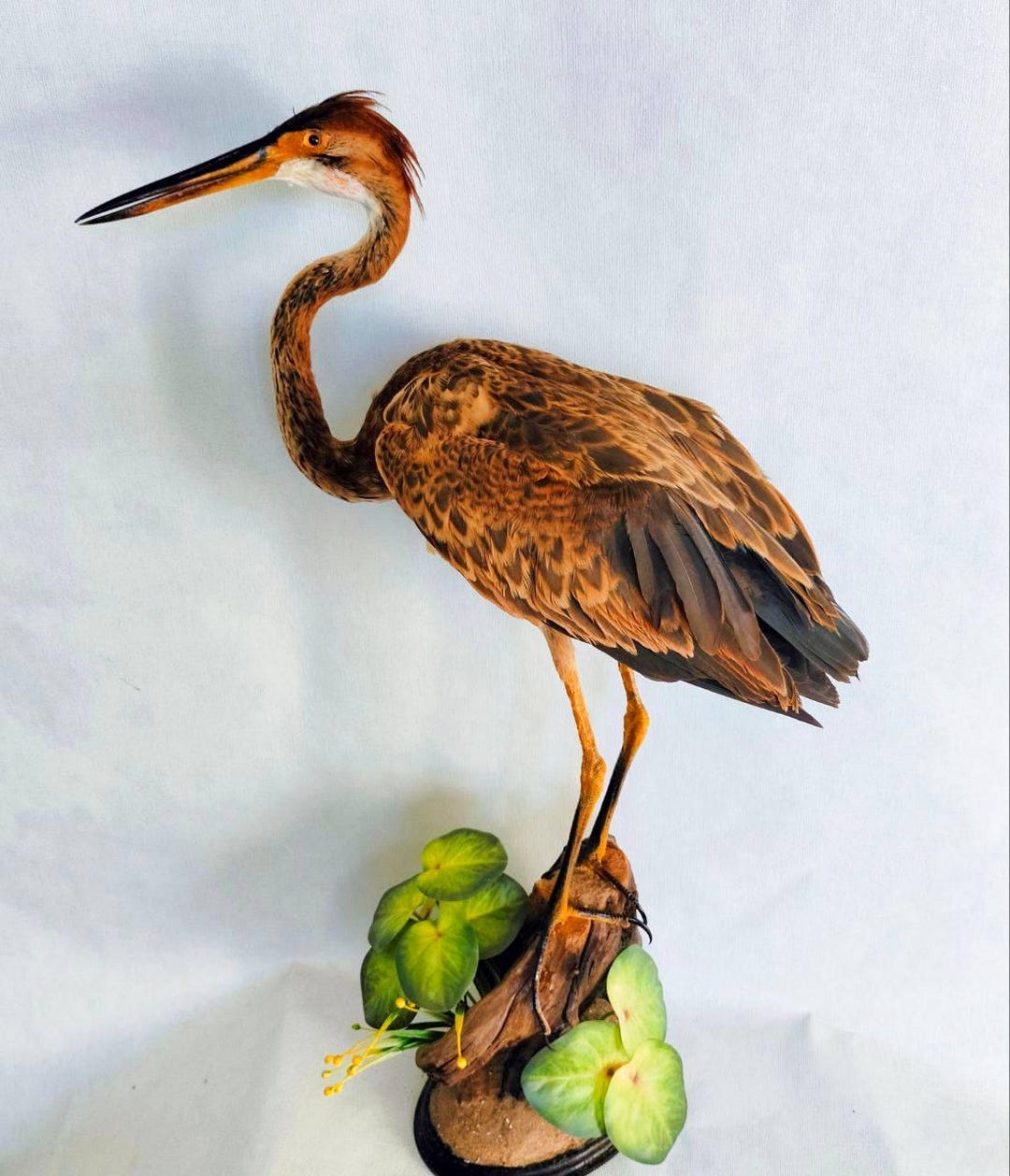 Purple Heron ardea Purpurea Taxidermy Stand Mount - Etsy