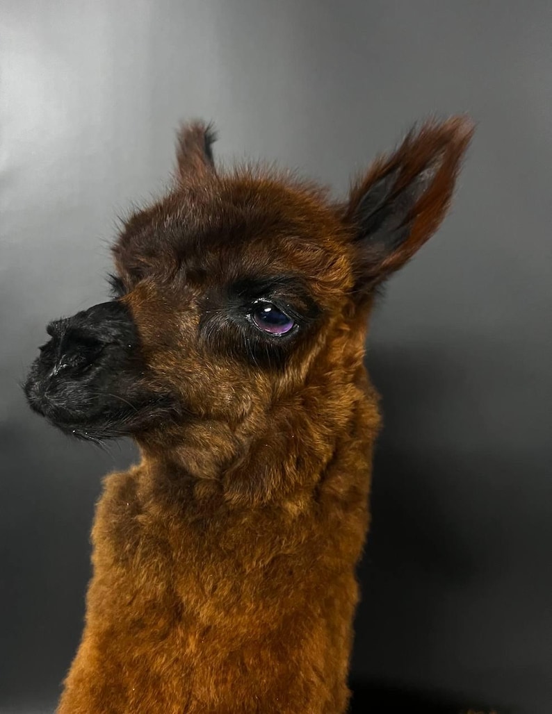 Alpaca (lama Pacos) Taxidermy Stand Mount - Etsy