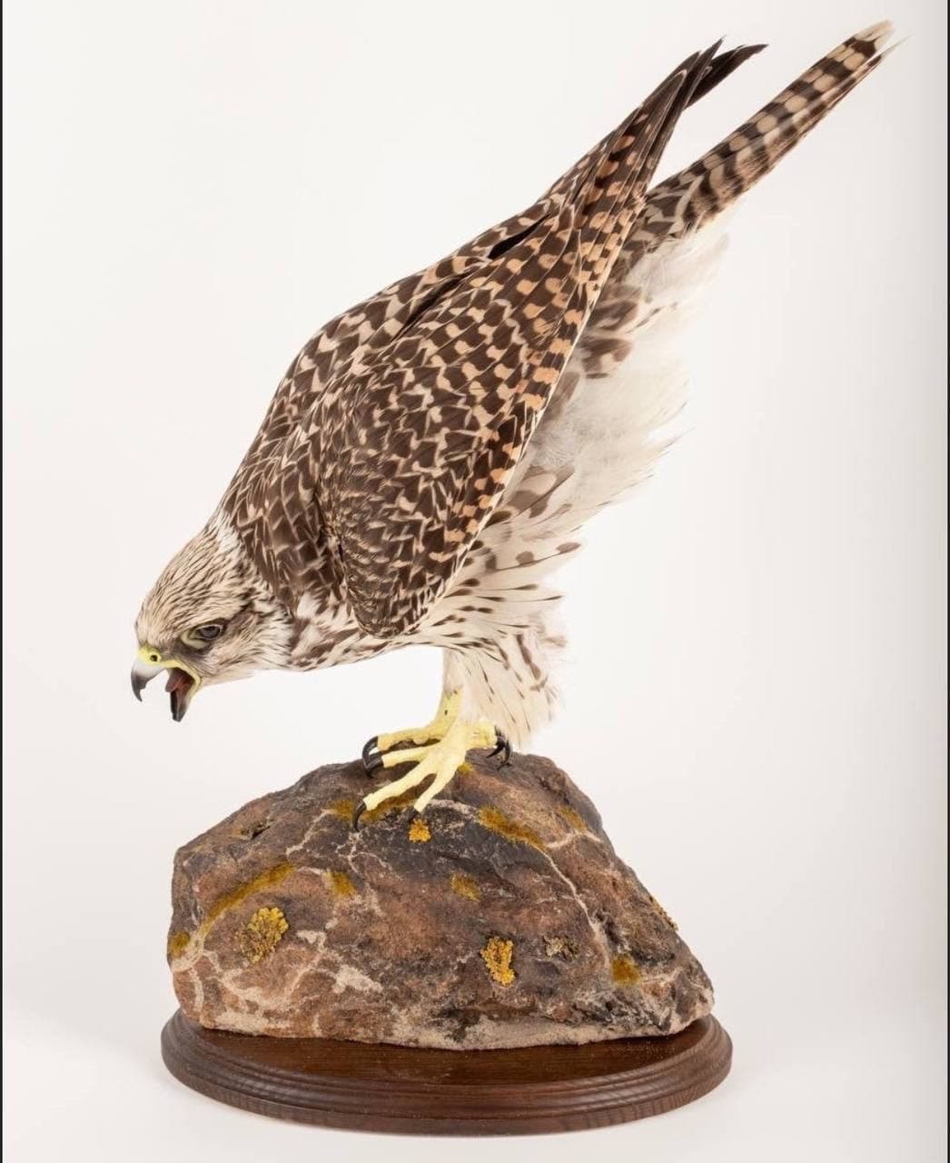 Gyrfalcon falco Rusticolus Taxidermy Stand Mount - Etsy