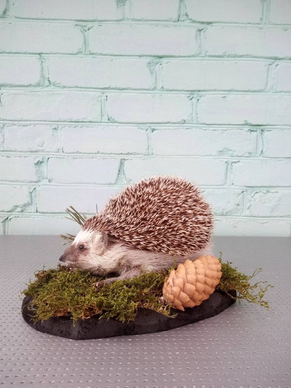Little Snowflake Hedgehog Taxidermy Stand Mount1 - Etsy UK
