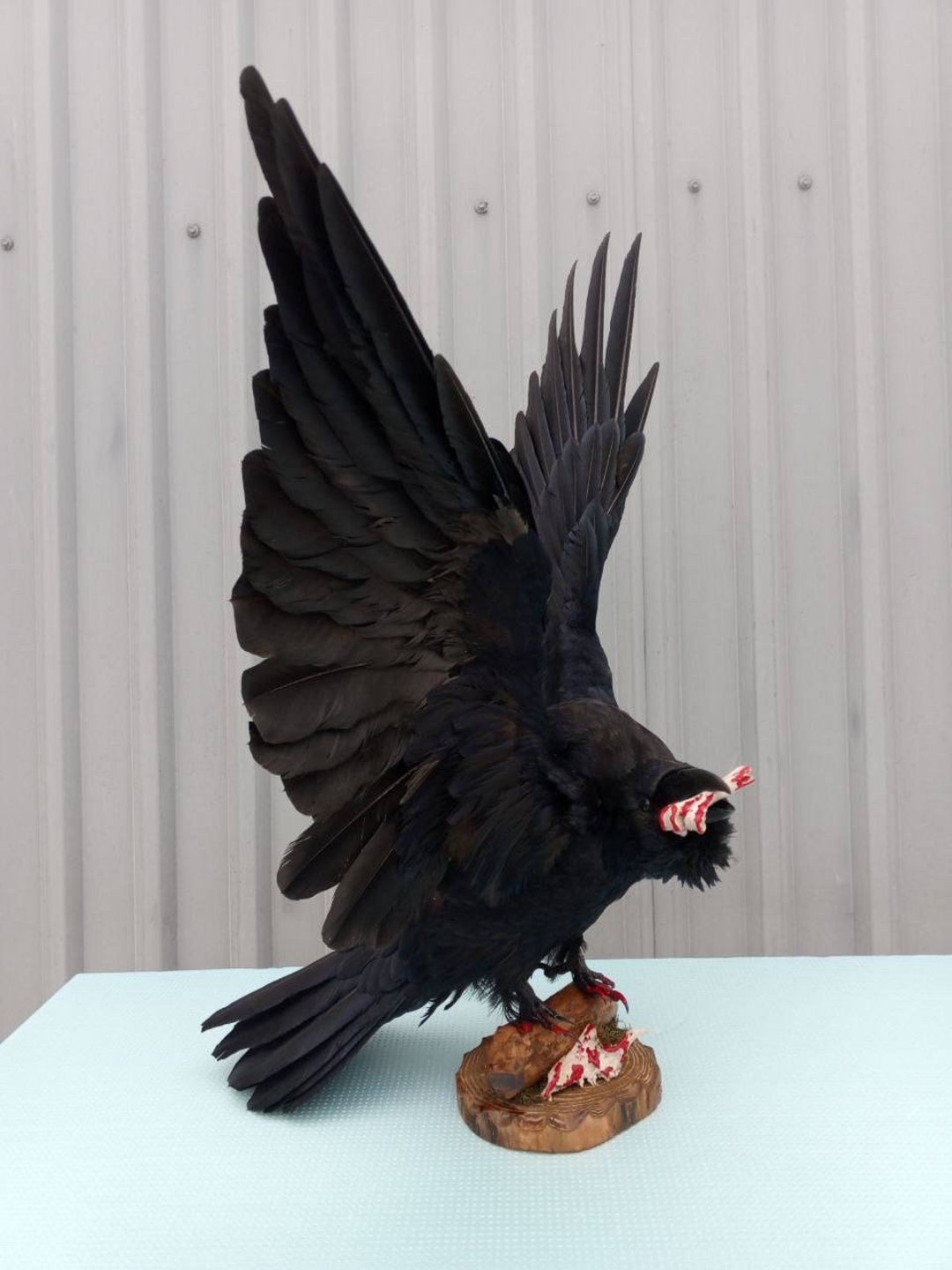 Raven Taxidermy Bird Real Stuffed Stand Mount Animal Gothic Tattoo ...