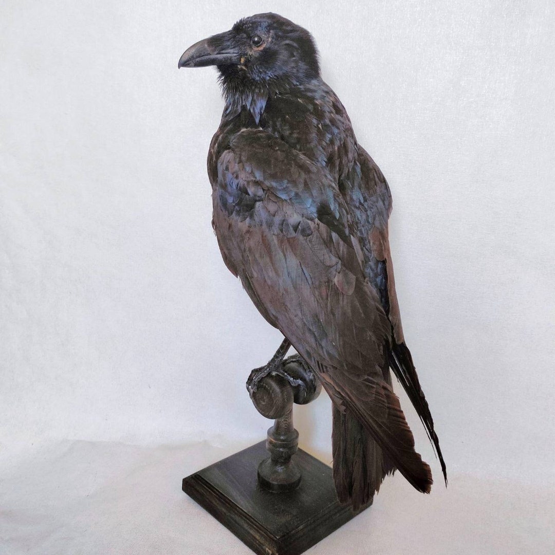 Raven Taxidermy Bird Real Stuffed Stand Mount Animal Gothic Tattoo ...