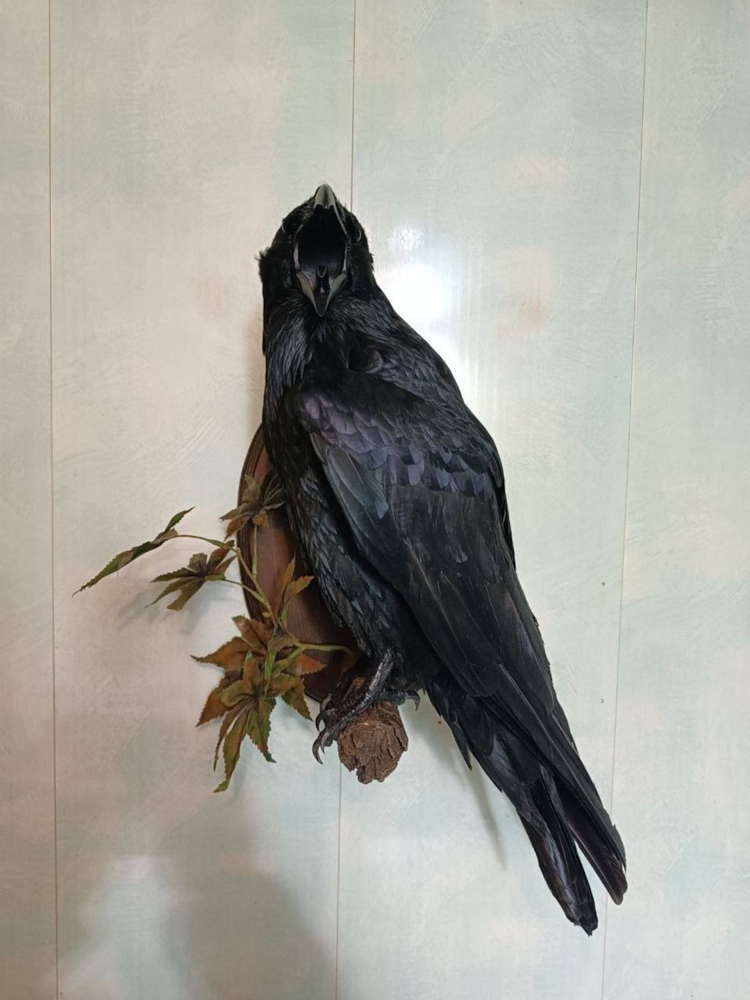 Raven Taxidermy Bird Real Stuffed Stand Mount Animal Gothic Tattoo ...
