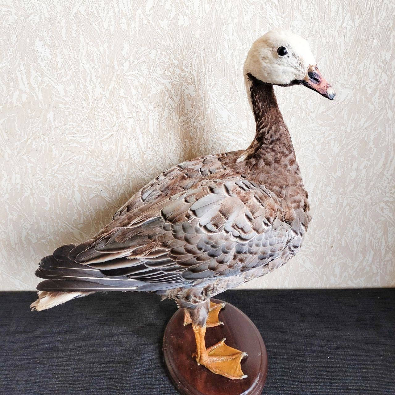 Emperor Goose anser Canagicus Taxidermy Stand Mount - Etsy