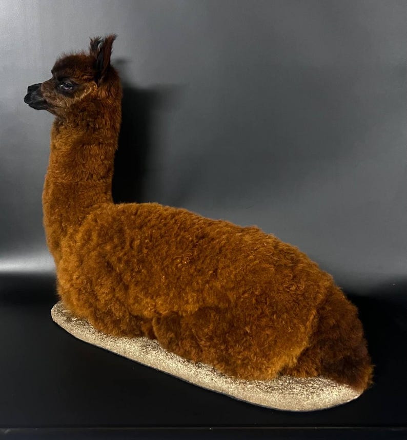 Alpaca (lama Pacos) Taxidermy Stand Mount - Etsy