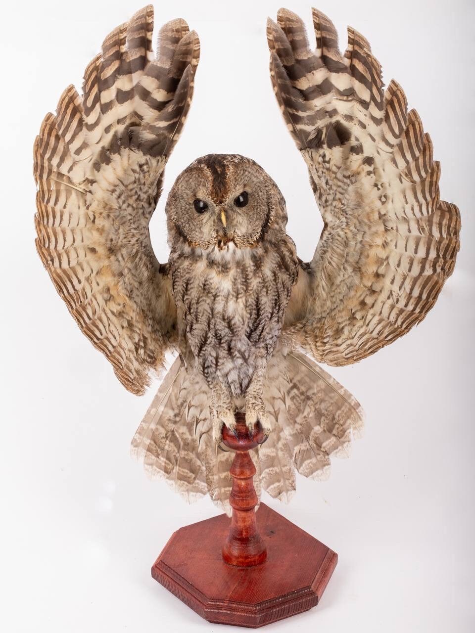 Tawny Owl strix Aluco Taxidermy Stand Mount4 - Etsy