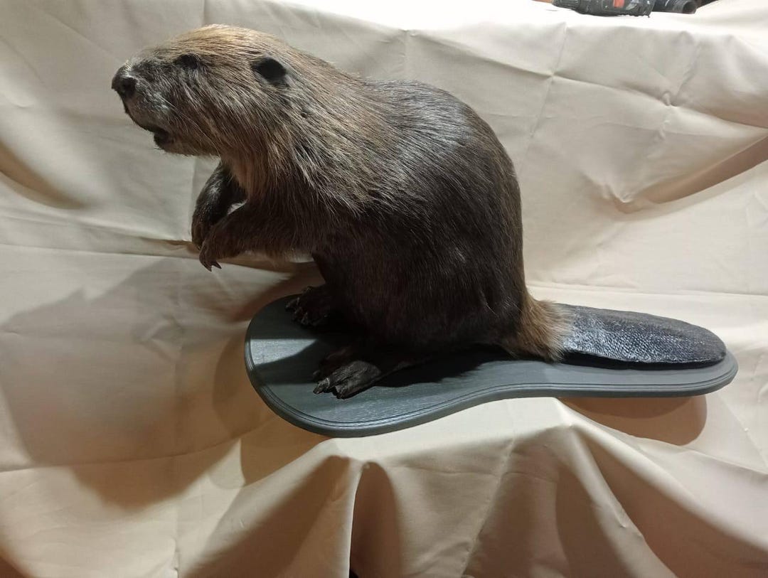 Beaver genus Castor Taxidermy Stand Mount - Etsy