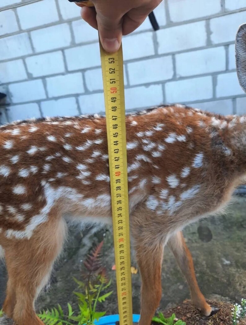 Museum Quality Real Deer Fawn Taxidermy Mount - Etsy