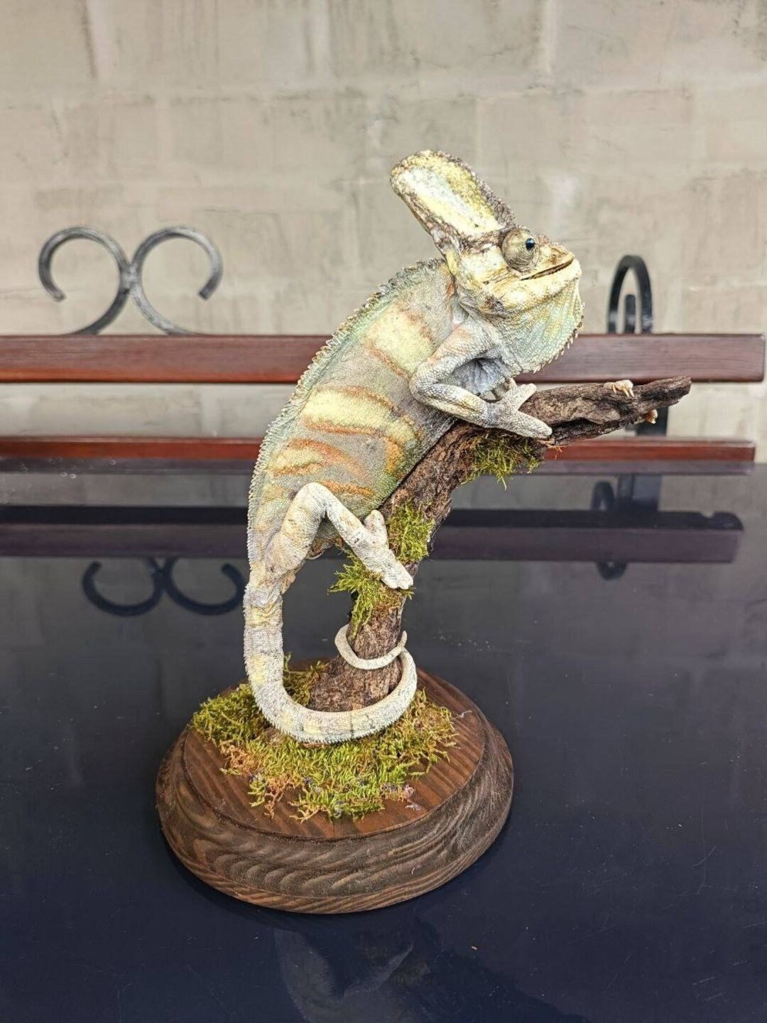 Lizard Chamaeleonidae Taxidermy Stand Mount - Etsy