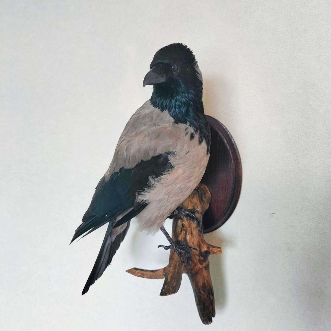 Hooded Crow corvus Cornix Taxidermy Wall Mount Eurasian Raven Gothic - Etsy