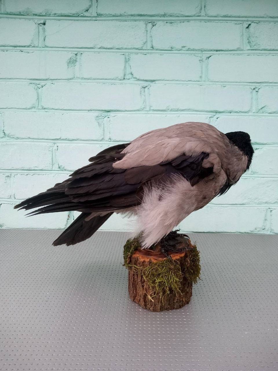 Hooded Crow corvus Cornix Taxidermy Stand Mount Eurasian Raven Gothic31 ...