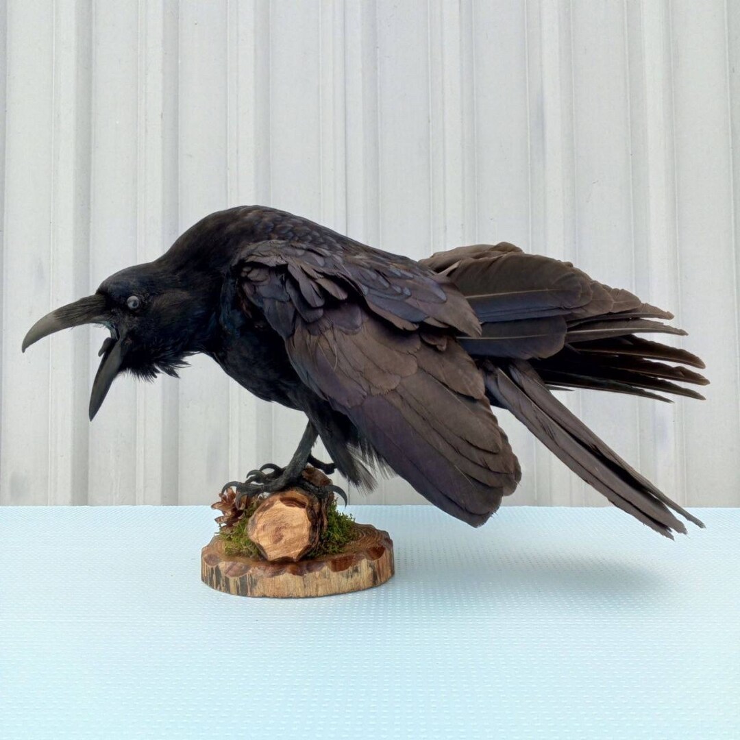 Raven Taxidermy Bird Real Stuffed Stand Mount Animal Gothic Tattoo ...