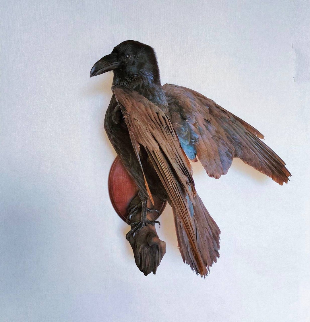 Raven Taxidermy Bird Real Stuffed Stand Mount Animal Gothic Tattoo ...