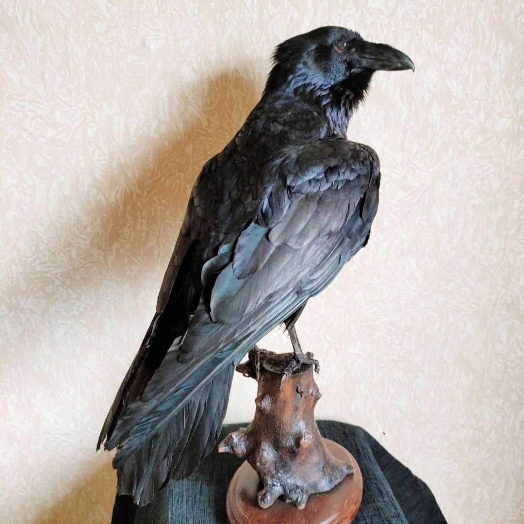 Raven Taxidermy Bird Real Stuffed Stand Mount Animal Gothic Tattoo ...