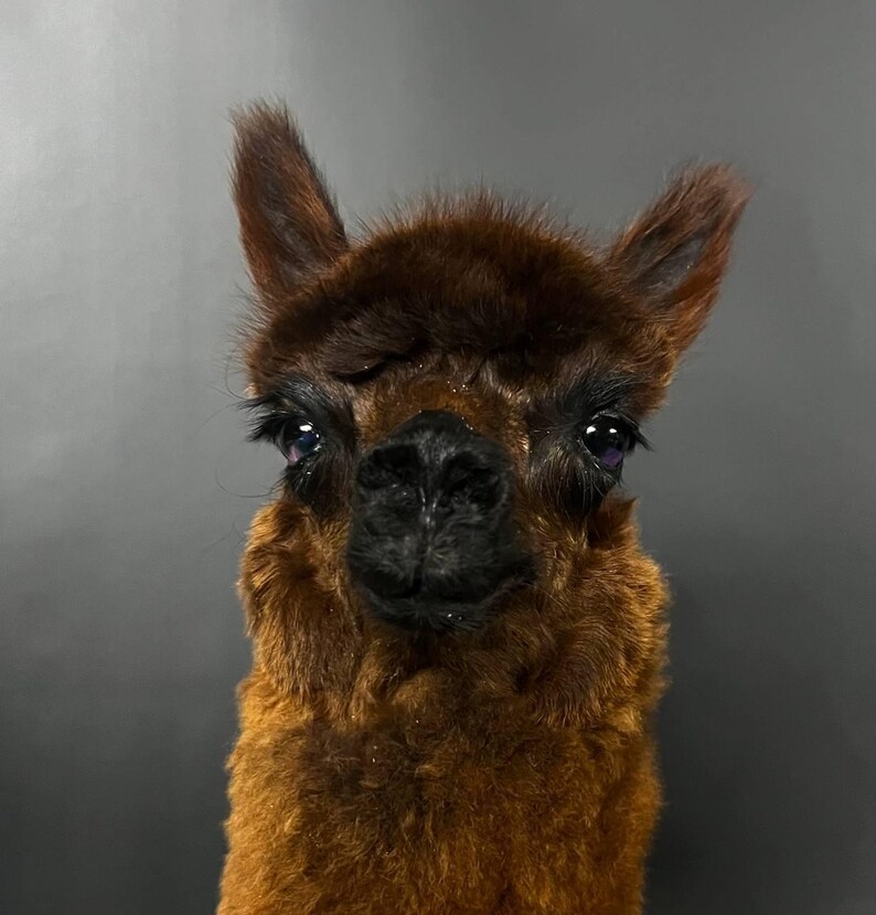 Alpaca (lama Pacos) Taxidermy Stand Mount - Etsy