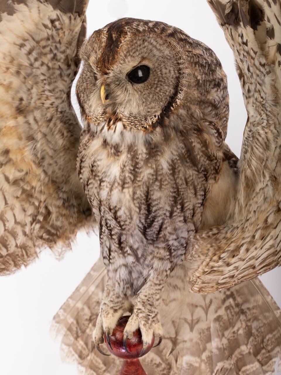 Tawny Owl strix Aluco Taxidermy Stand Mount4 - Etsy