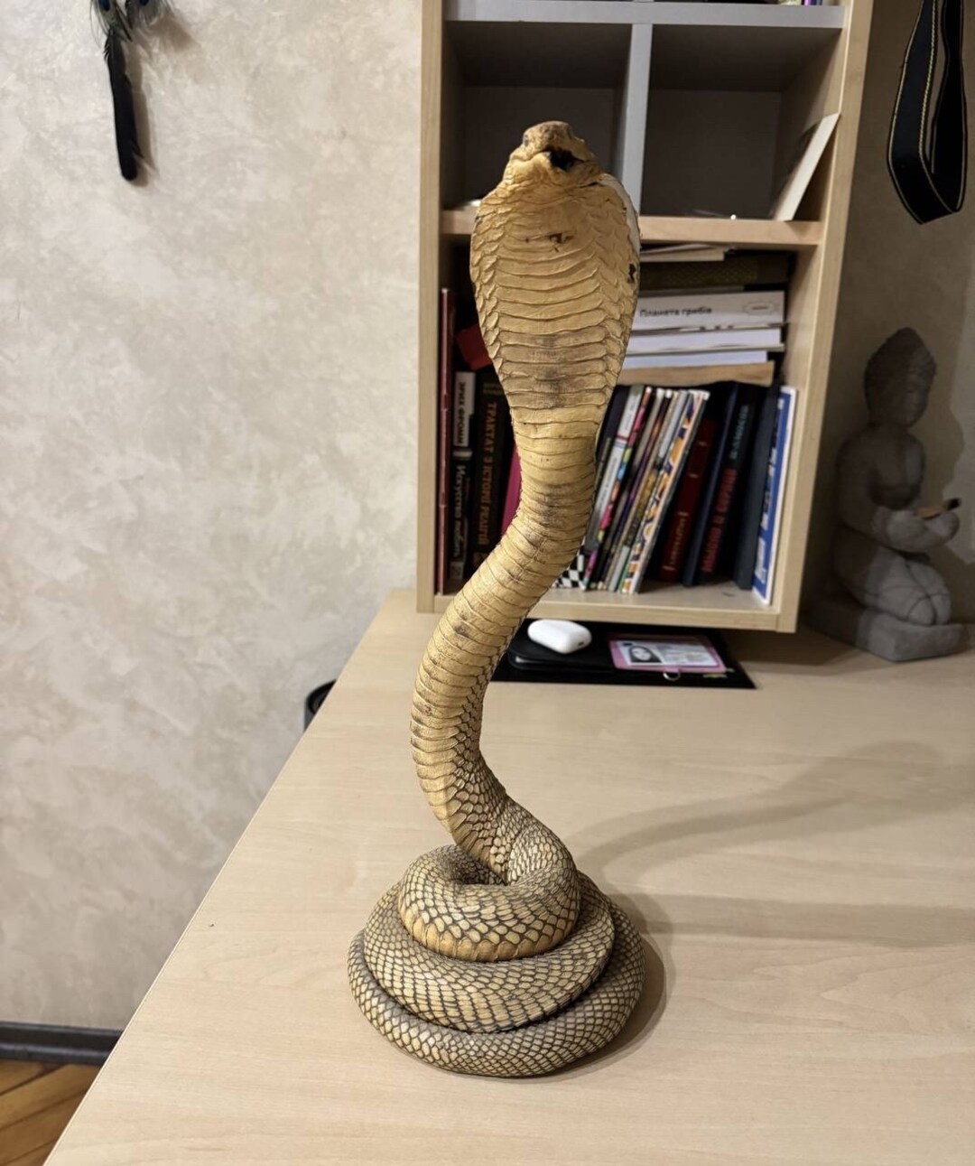 Real Rare Cobra Snake Taxidermy Mount - Etsy UK