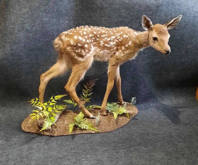 Museum Quality Real Deer Fawn Taxidermy Mount - Etsy