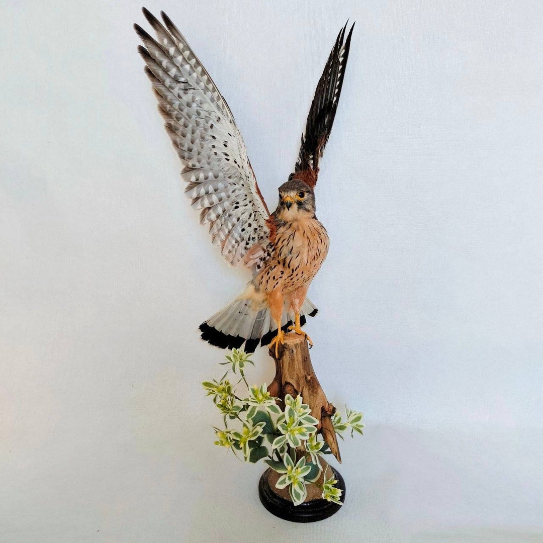 Taxidermy Lesser Kestrel falco Naumanni Stand Mount - Etsy