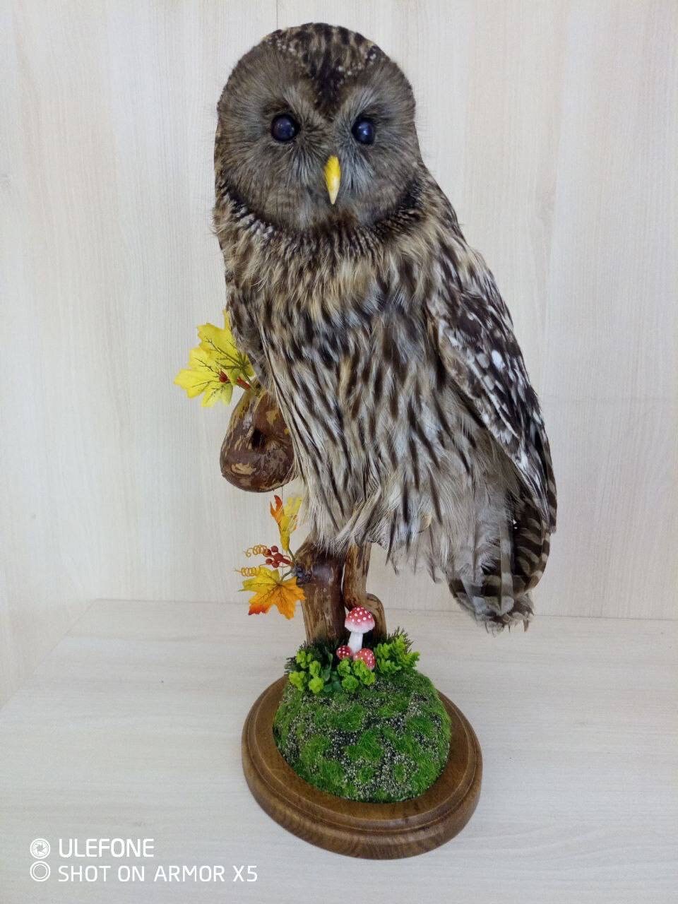 Ural Owl Strix Uralensis Taxidermy Stand Mount - Etsy