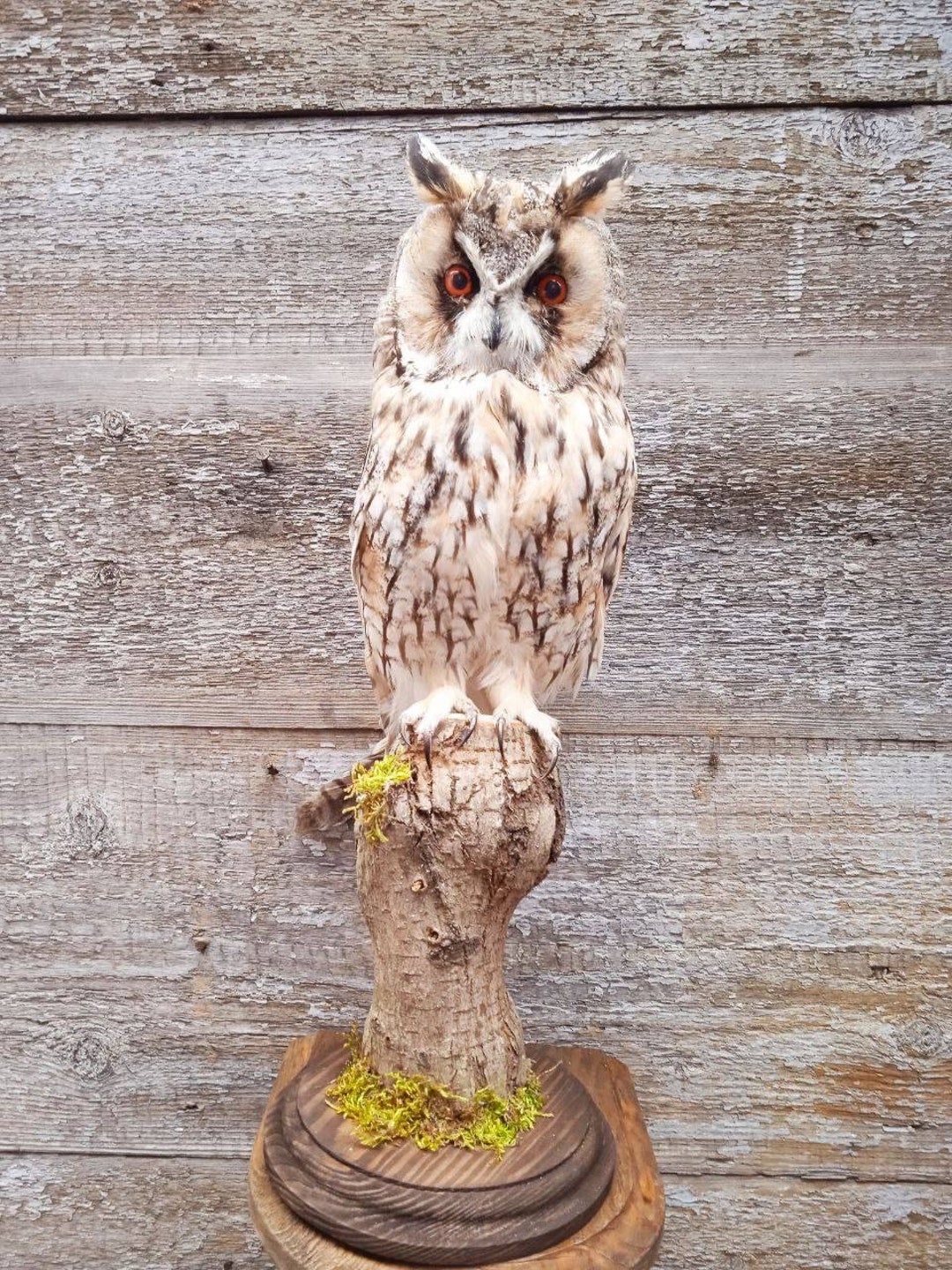 Long Eared Owl Asio Otus Taxidermy Stand Mount33 - Etsy