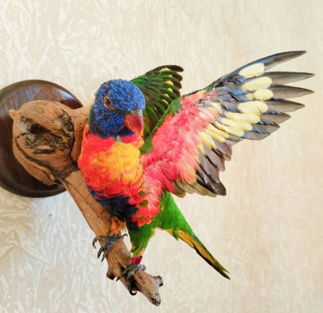 Rainbow Lorikeet Lory Parakeet Parrot Taxidermy Wall Mount - Etsy
