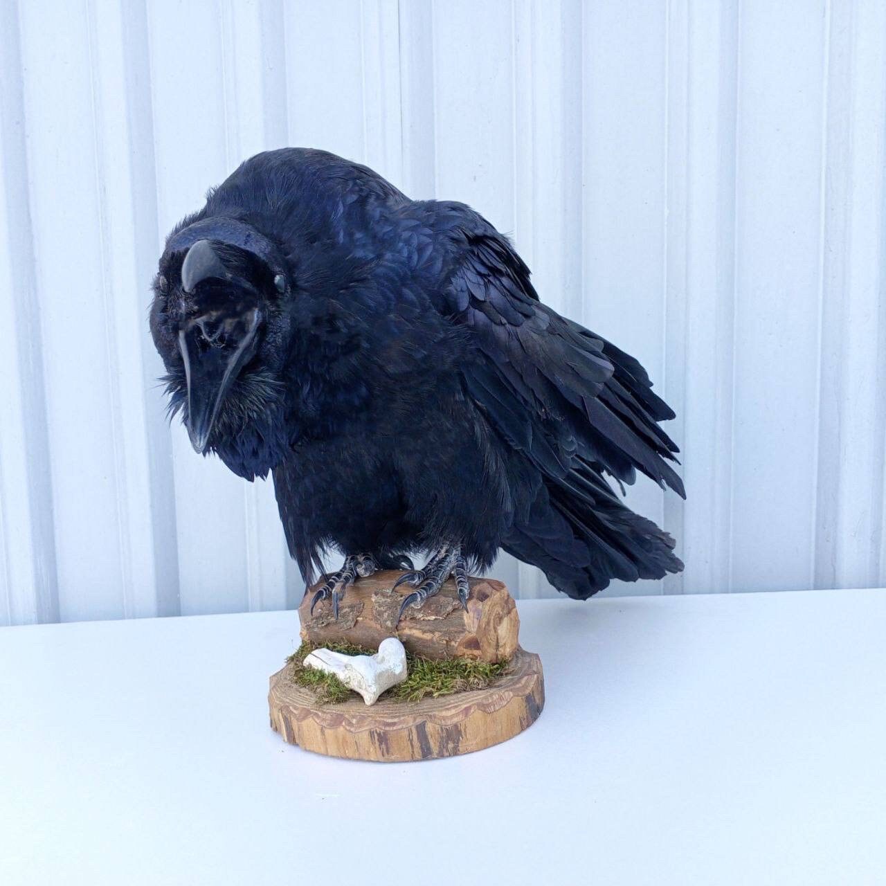 Raven Taxidermy Bird Real Stuffed Stand Mount Animal Gothic Tattoo ...