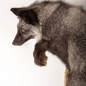 Silver Fox vulpes Vulpes Taxidermy Wall Mount Life Size8 - Etsy