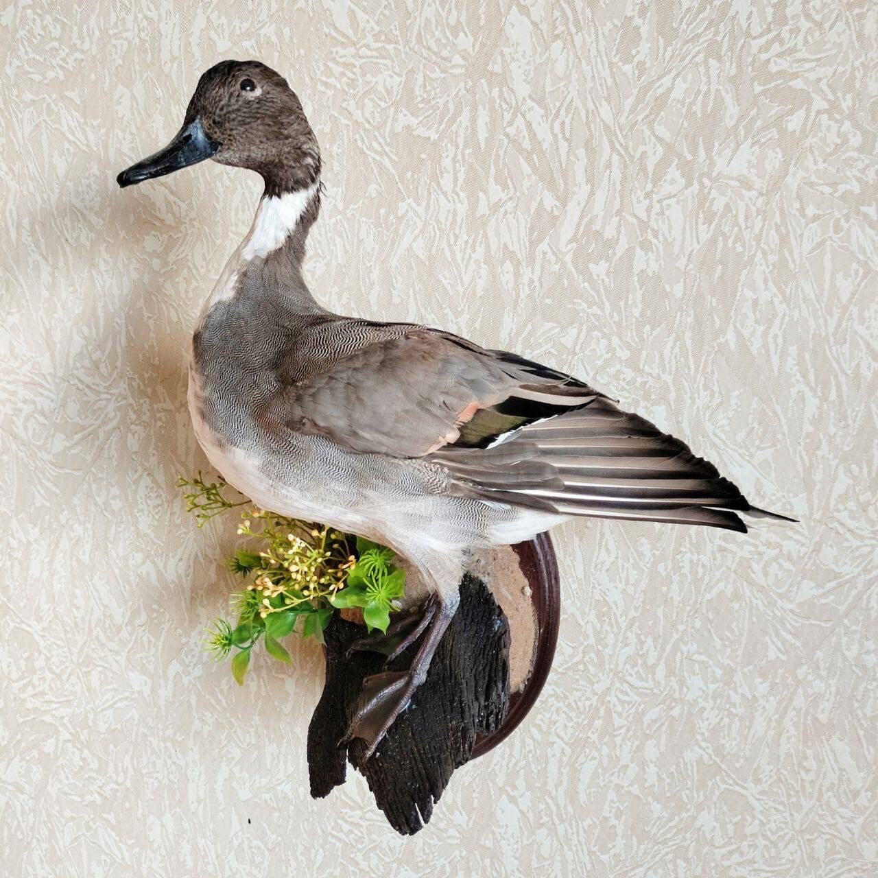 Northern Pintail Duck anas Acuta Taxidermy Wall Mount - Etsy