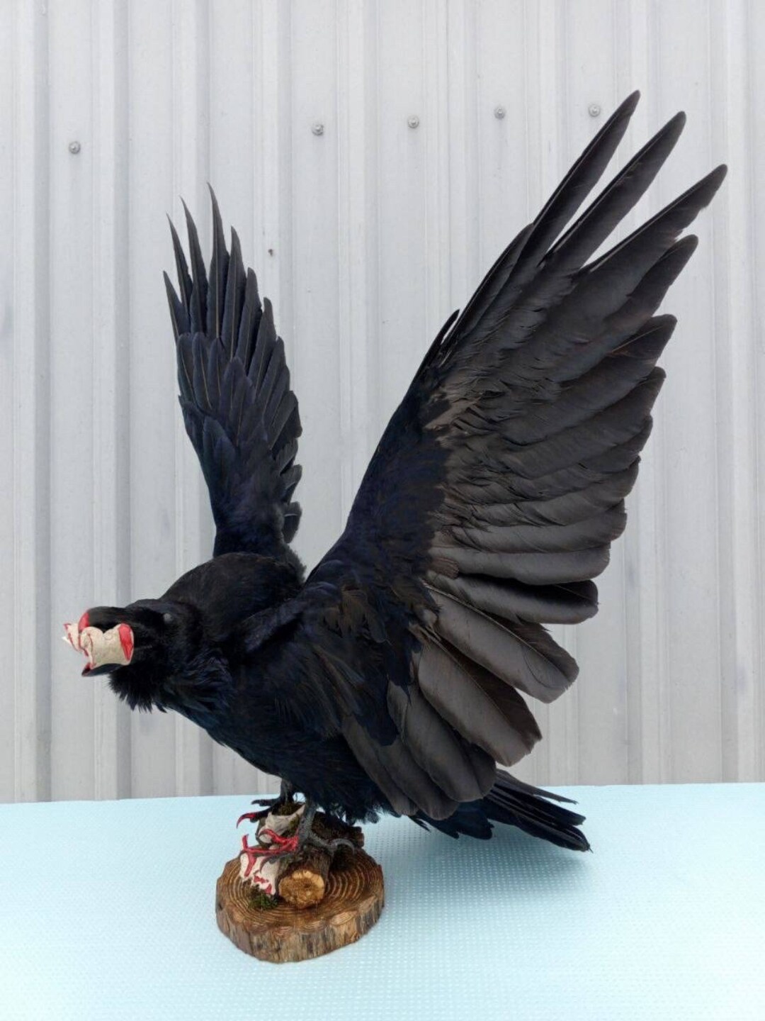 Raven Taxidermy Bird Real Stuffed Stand Mount Animal Gothic Tattoo ...