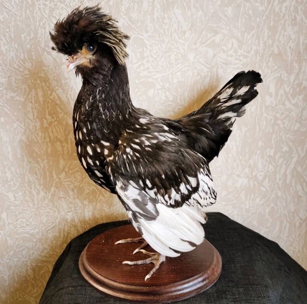 Padovana paduan Chicken Rooster Hen Taxidermy Stand Mount - Etsy