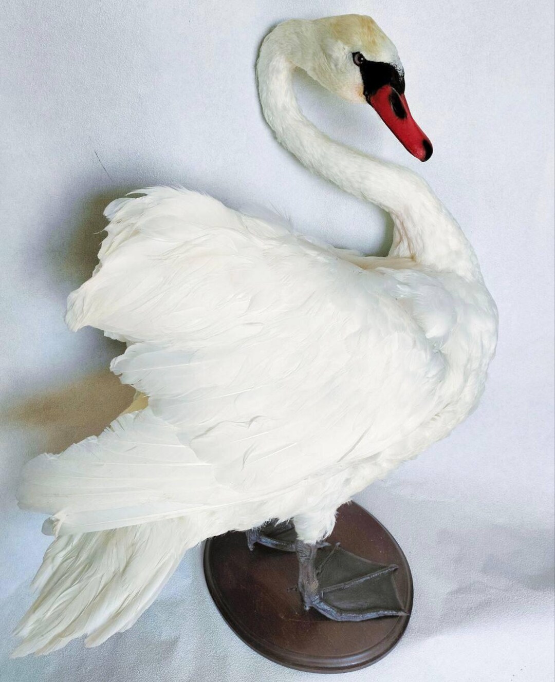 Mute Swan (cygnus Olor) Taxidermy Stand Mount - Etsy
