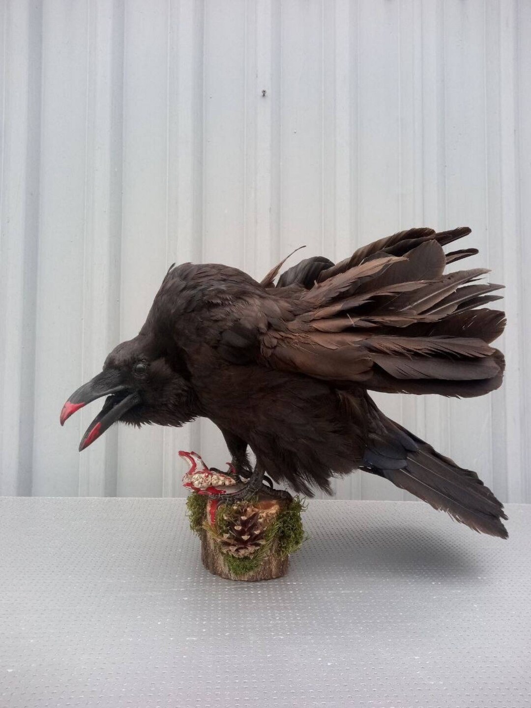 Raven Taxidermy Bird Real Stuffed Stand Mount Animal Gothic Tattoo ...