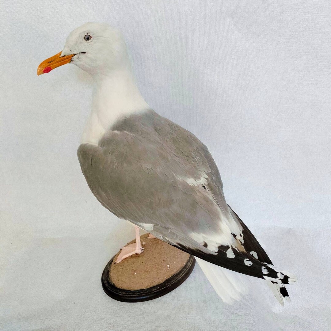 Large White Headed Gull (genus Larus) Taxidermy Stand Mount - Etsy