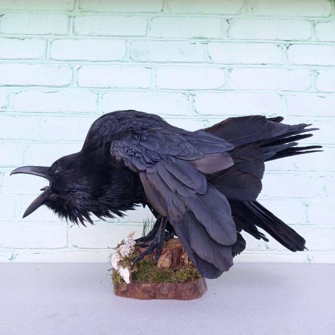 Blind Raven With Scar Taxidermy Bird Real Stuffed Stand Mount Animal ...