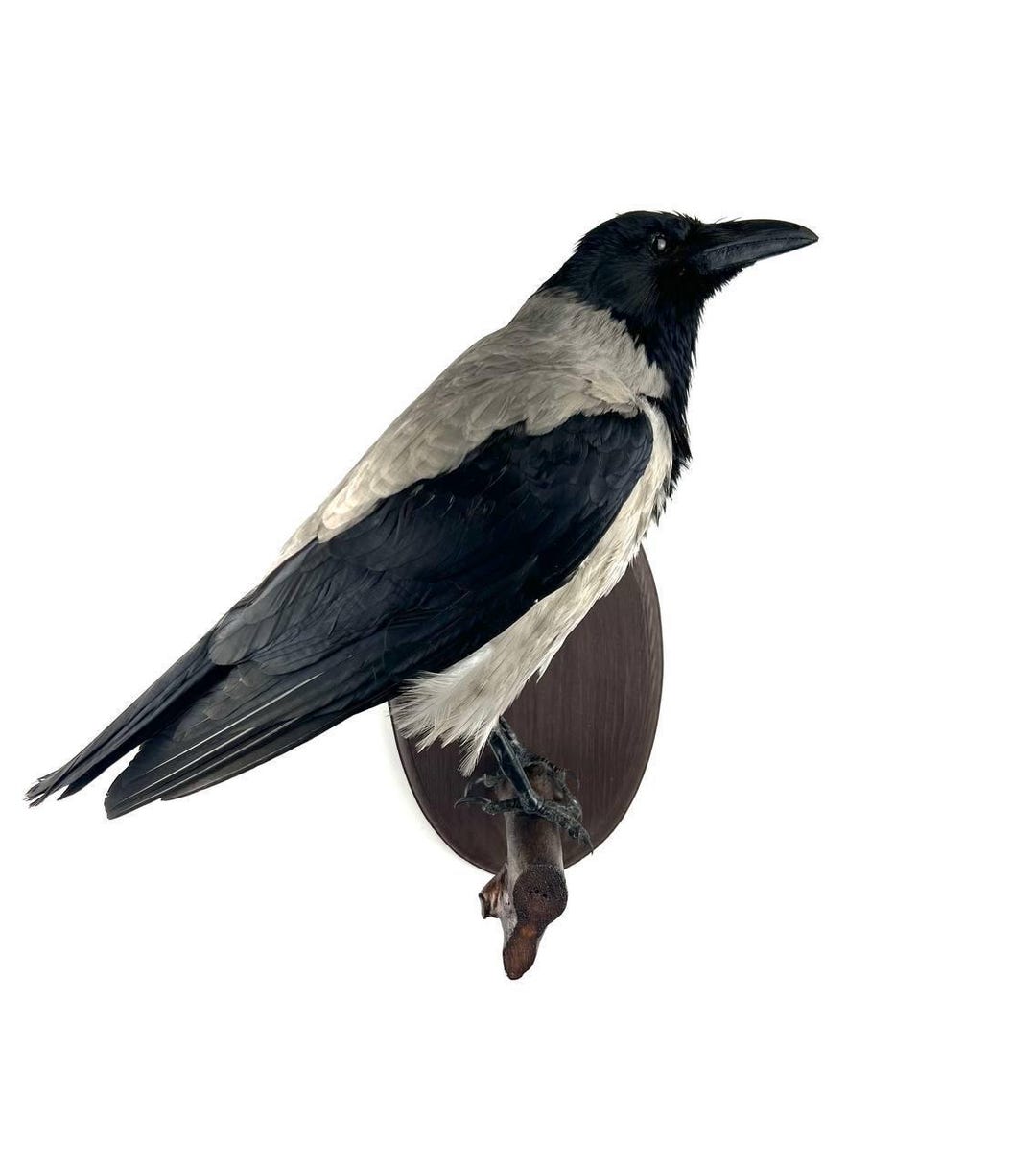 Hooded Crow (corvus Cornix) Taxidermy Wall Mount Eurasian Raven Gothic ...