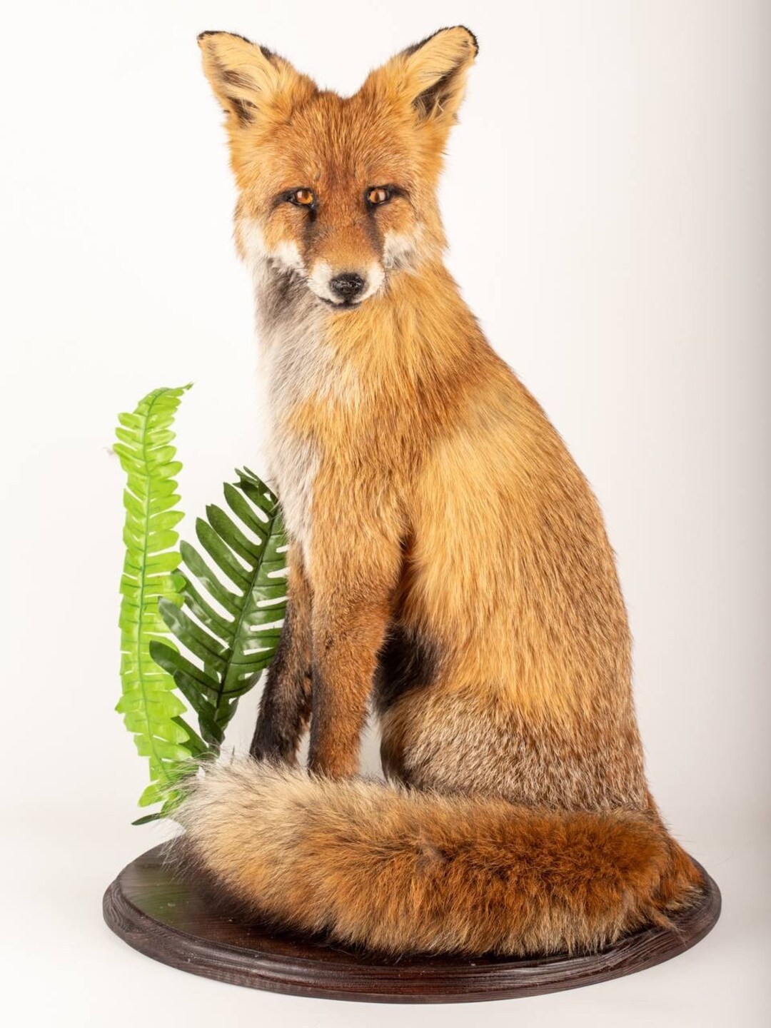 Red Fox vulpes Vulpes Taxidermy Stand Mount Life Size 2 - Etsy